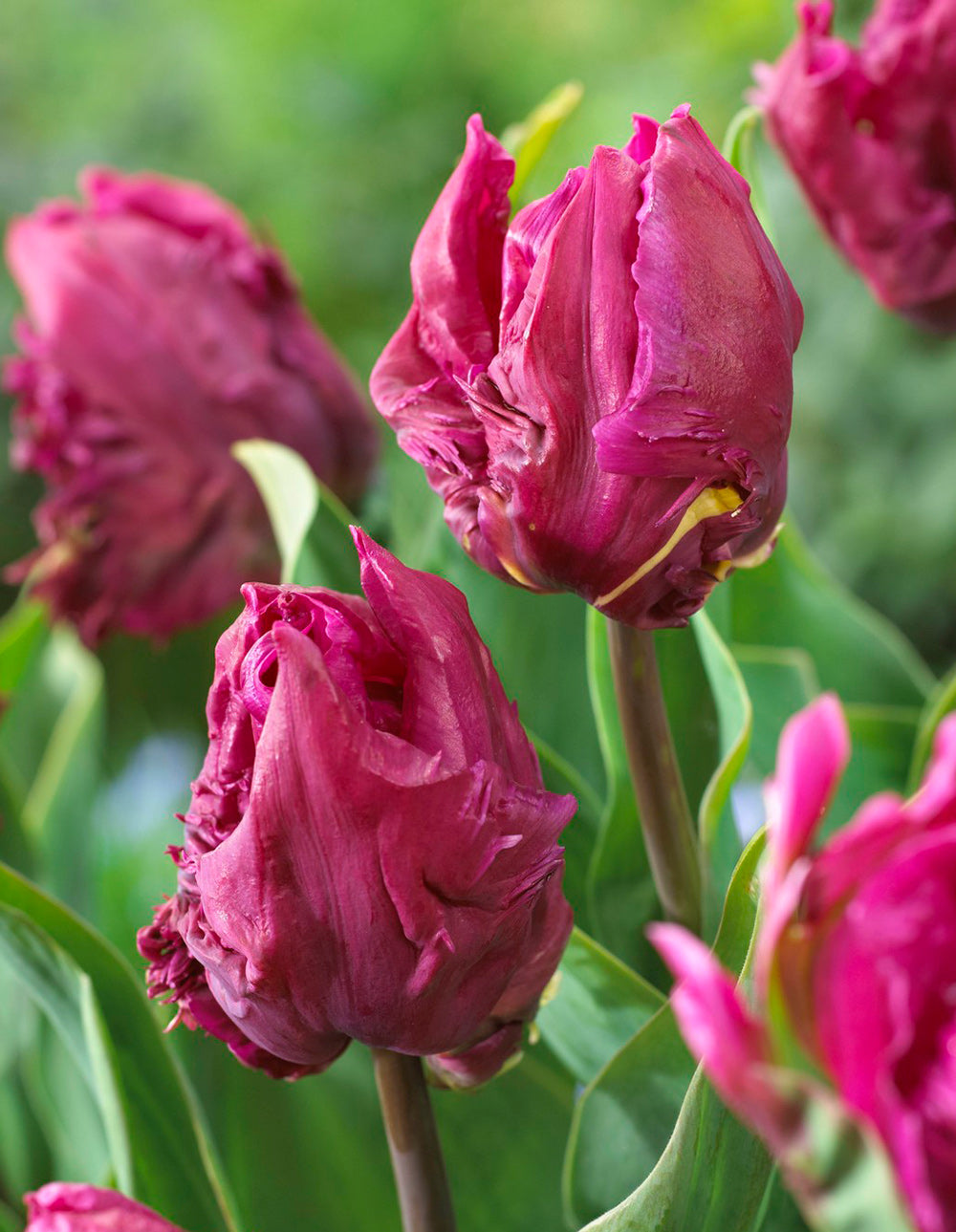 Parrot Prince Parrot Tulip 10 Bulbs