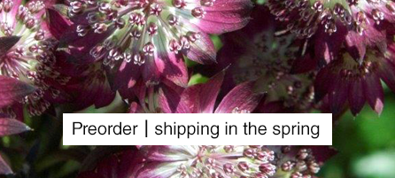 Astrantia – BloomingBulb