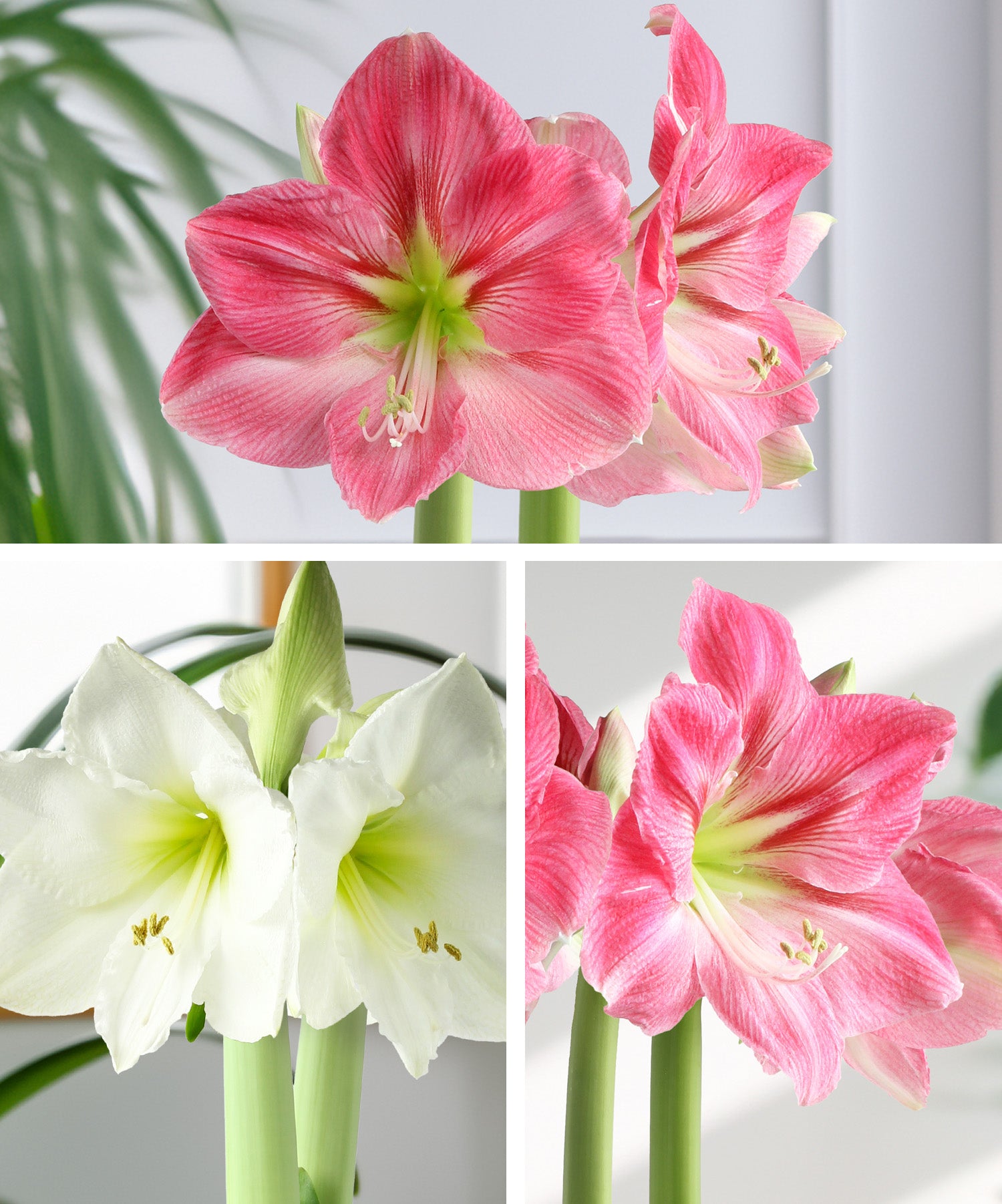 Amaryllis 3-Pack: White/Pink/Pink