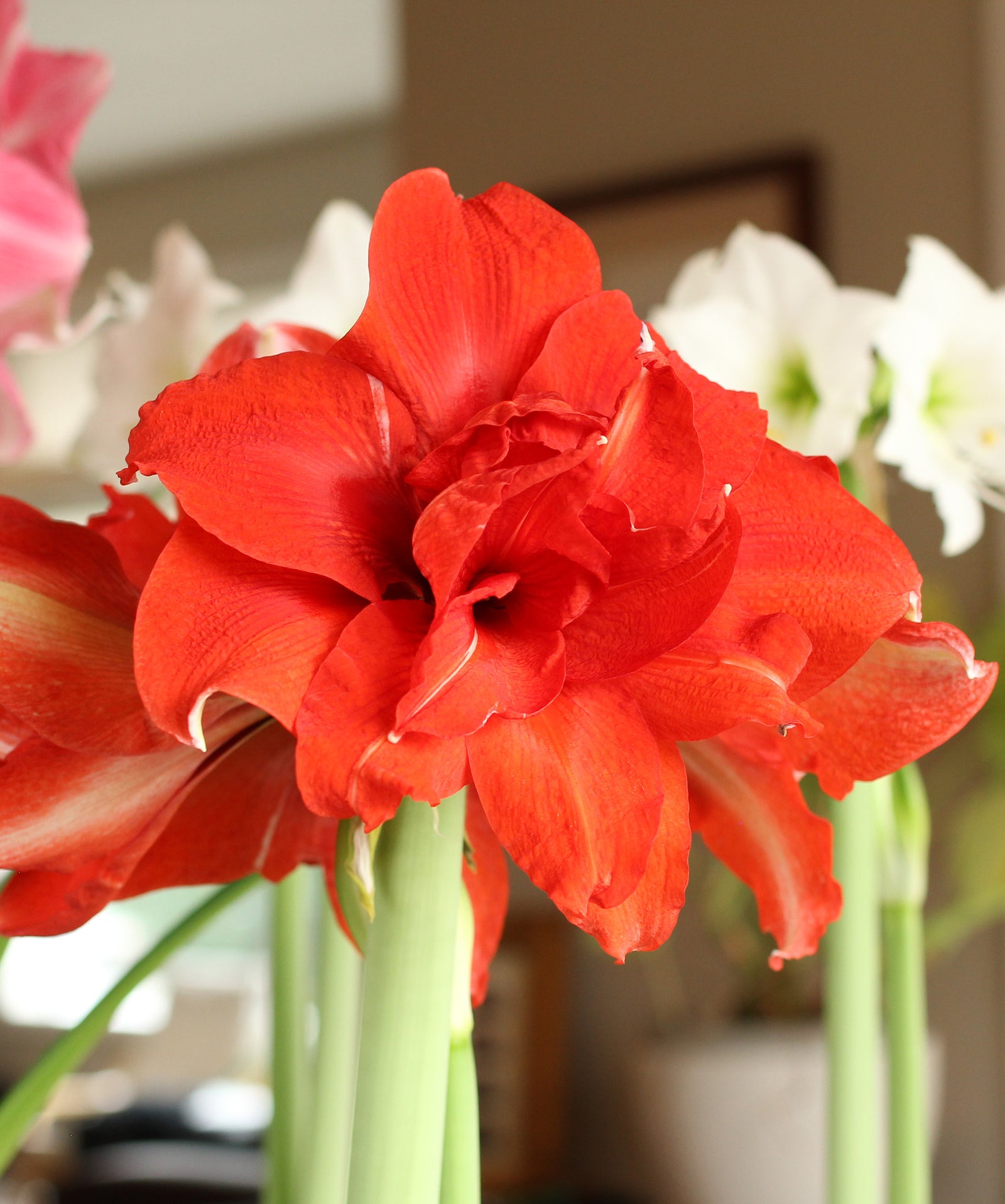 Ragtime® Symphony Amaryllis – BloomingBulb