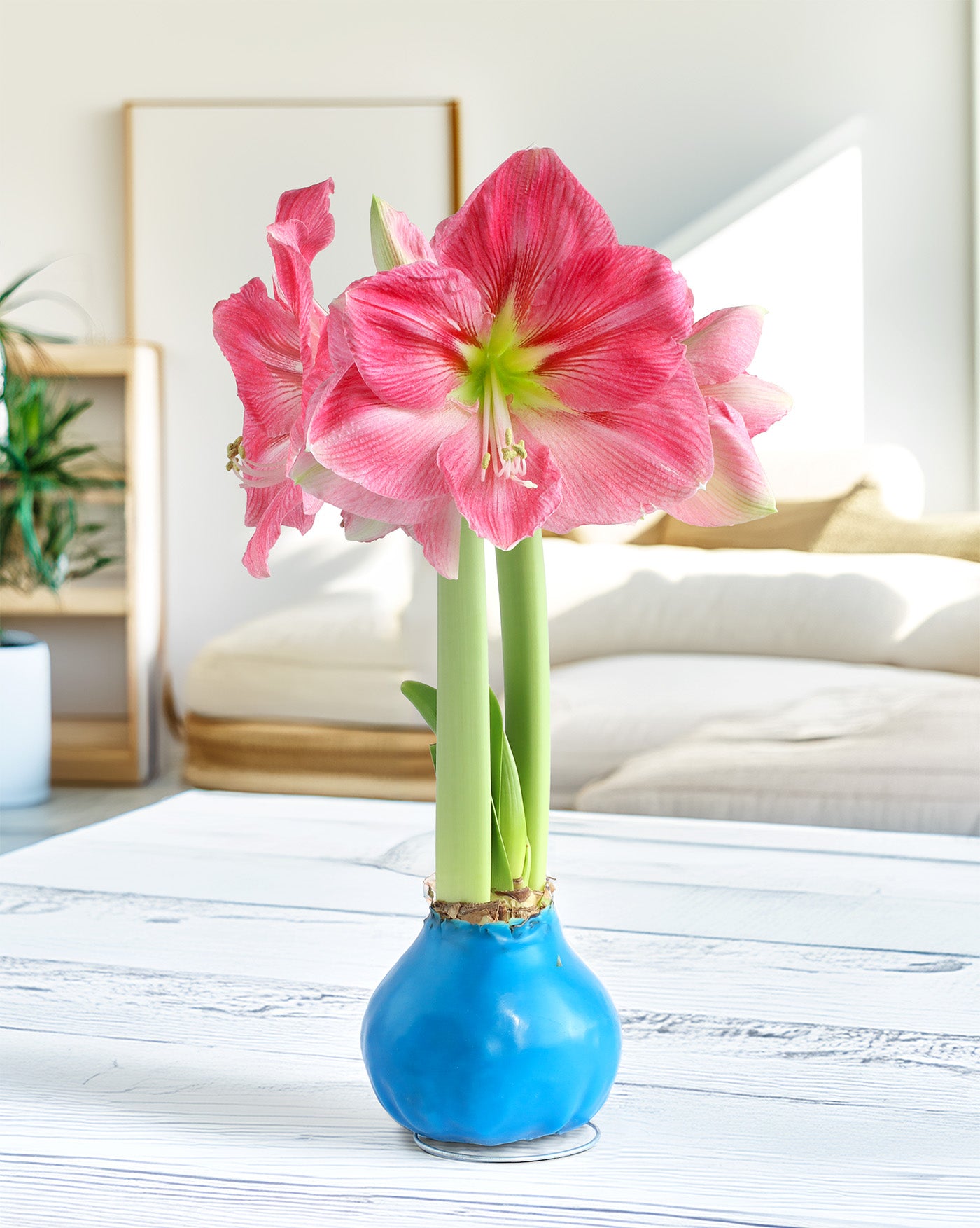 Blue Waxed Amaryllis with Pink Flower