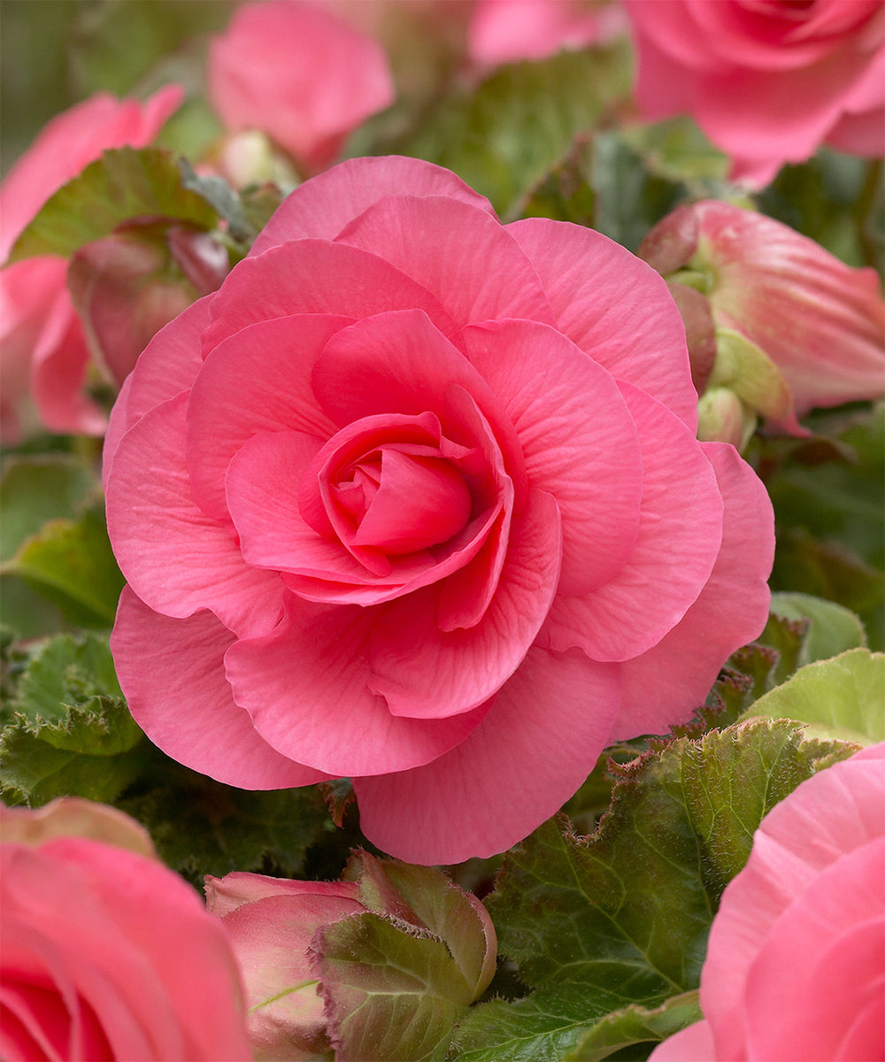 Begonias