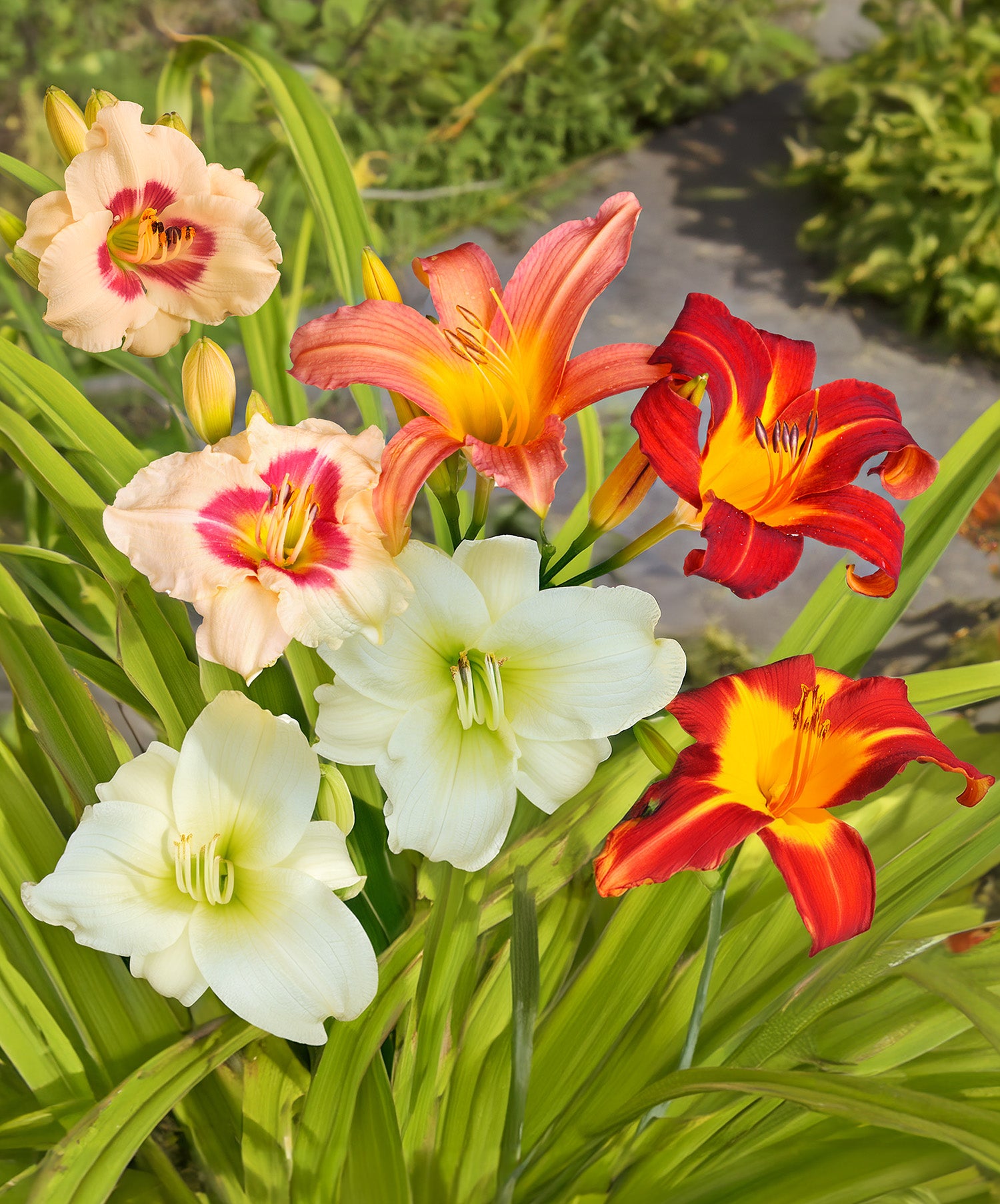 BloomingBulb - Flower Bulbs, Perennials, Garden Plants