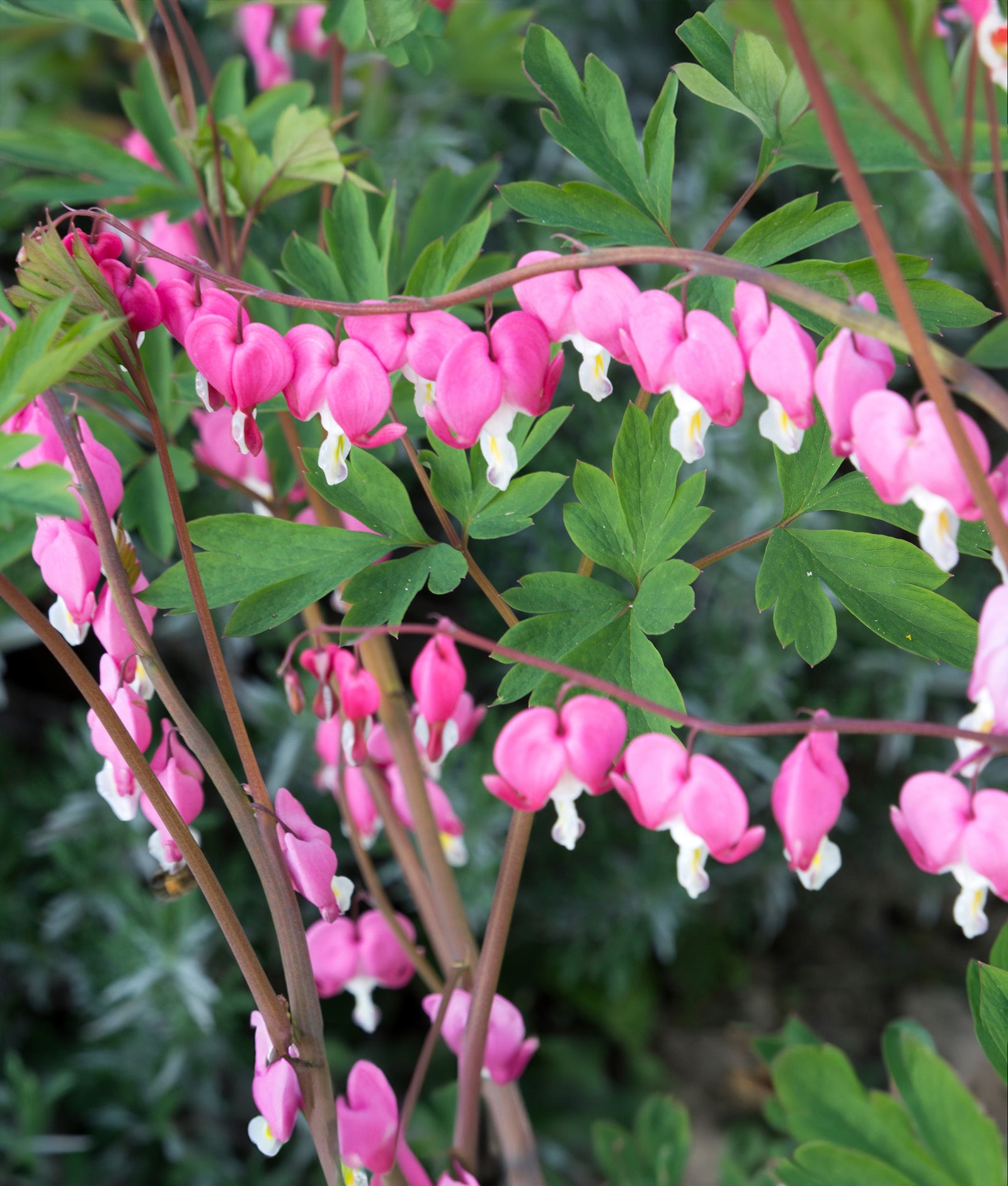 Dicentra Spectabilis - Bleeding Heart - 3 root divisions – BloomingBulb