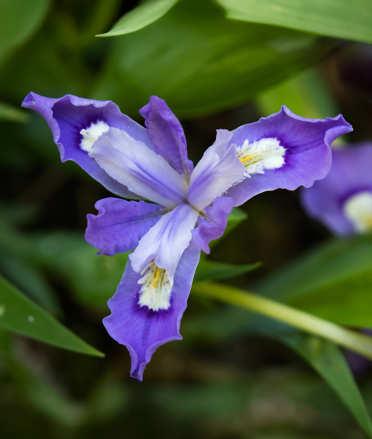 Dwarf Crested Iris - 5 Root Divisions