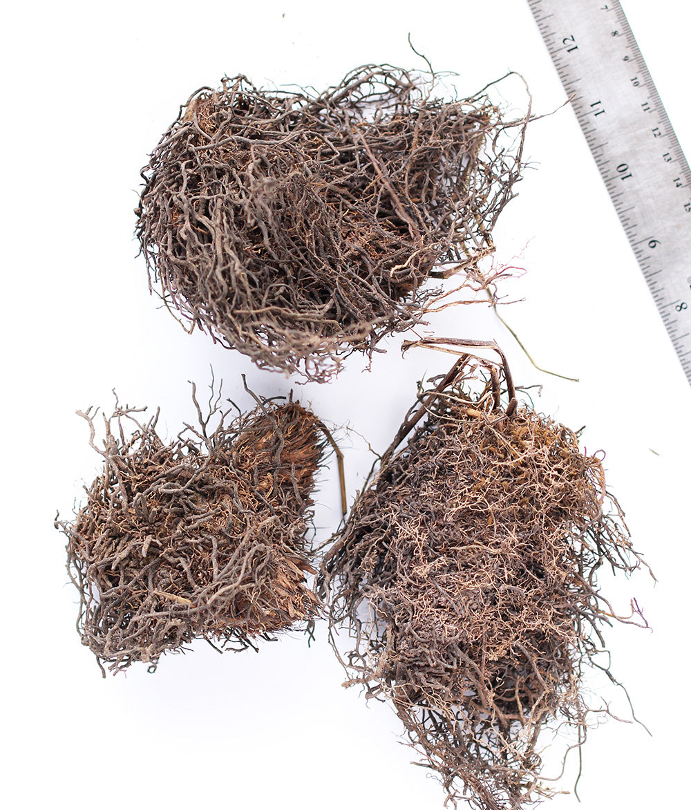 Cinnamon Fern - 3 root divisions – BloomingBulb