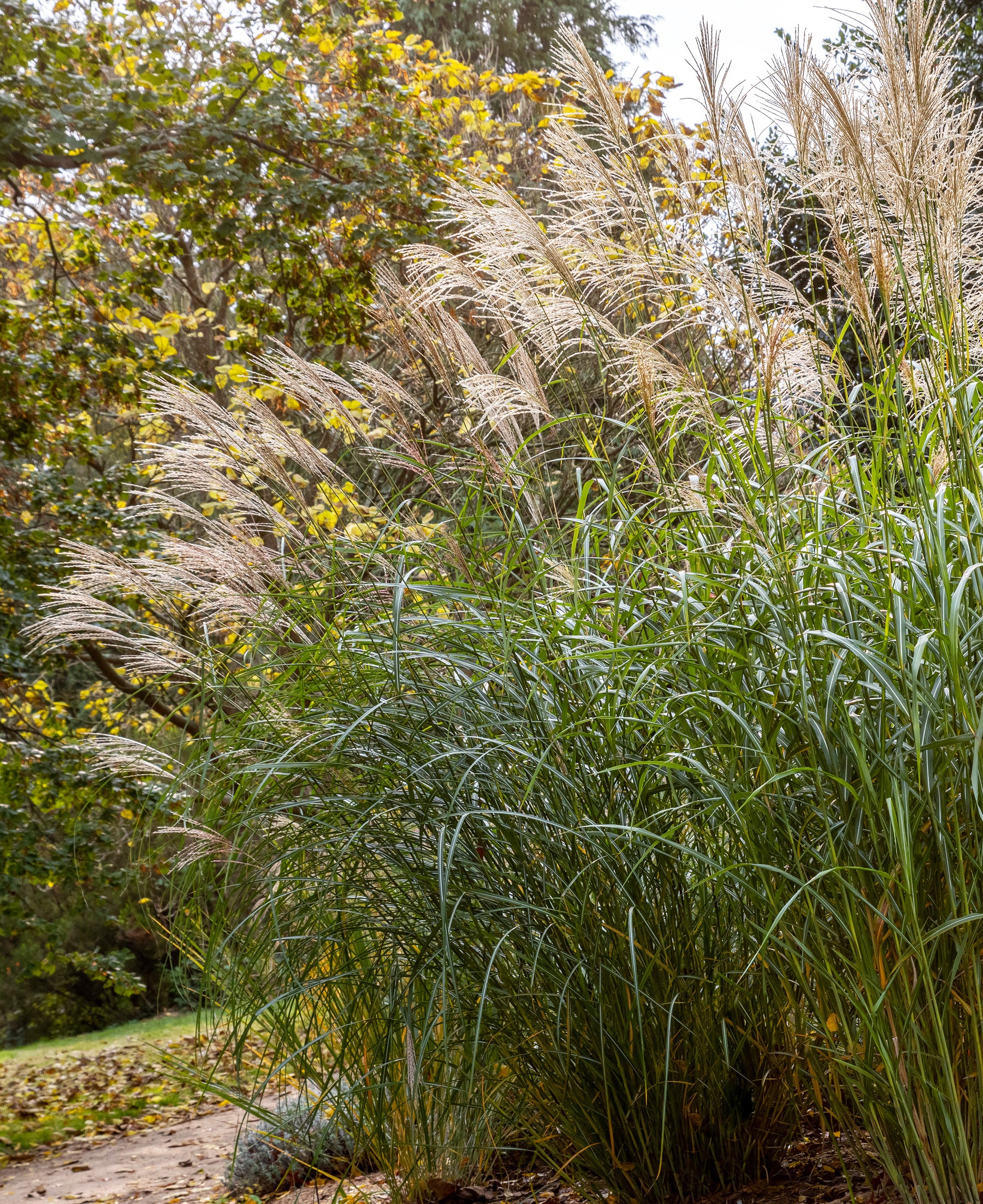 Silberfeder Silver Feather Grass 3 Bareroot Plants