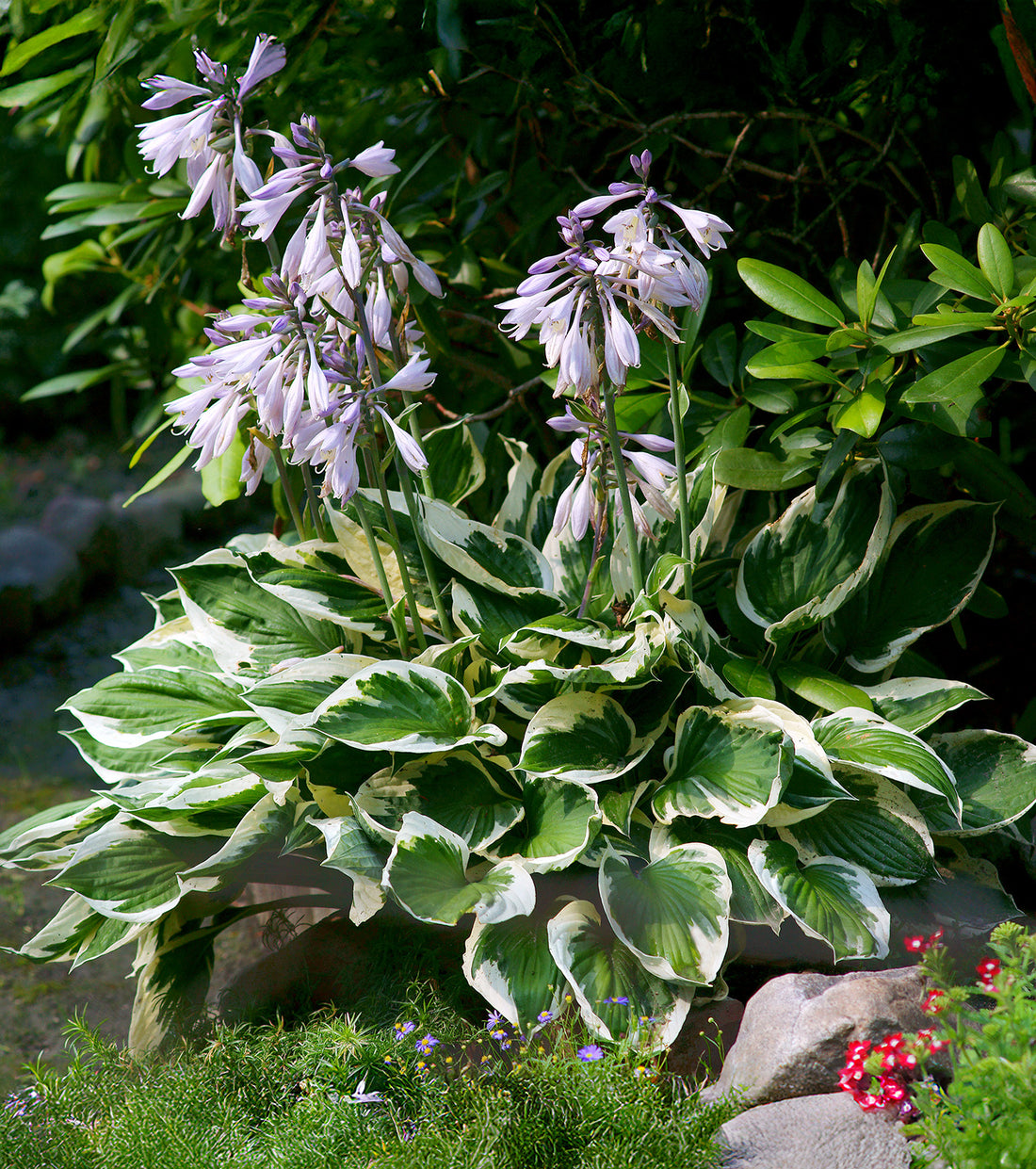 Patriot Hosta - 3 root divisions
