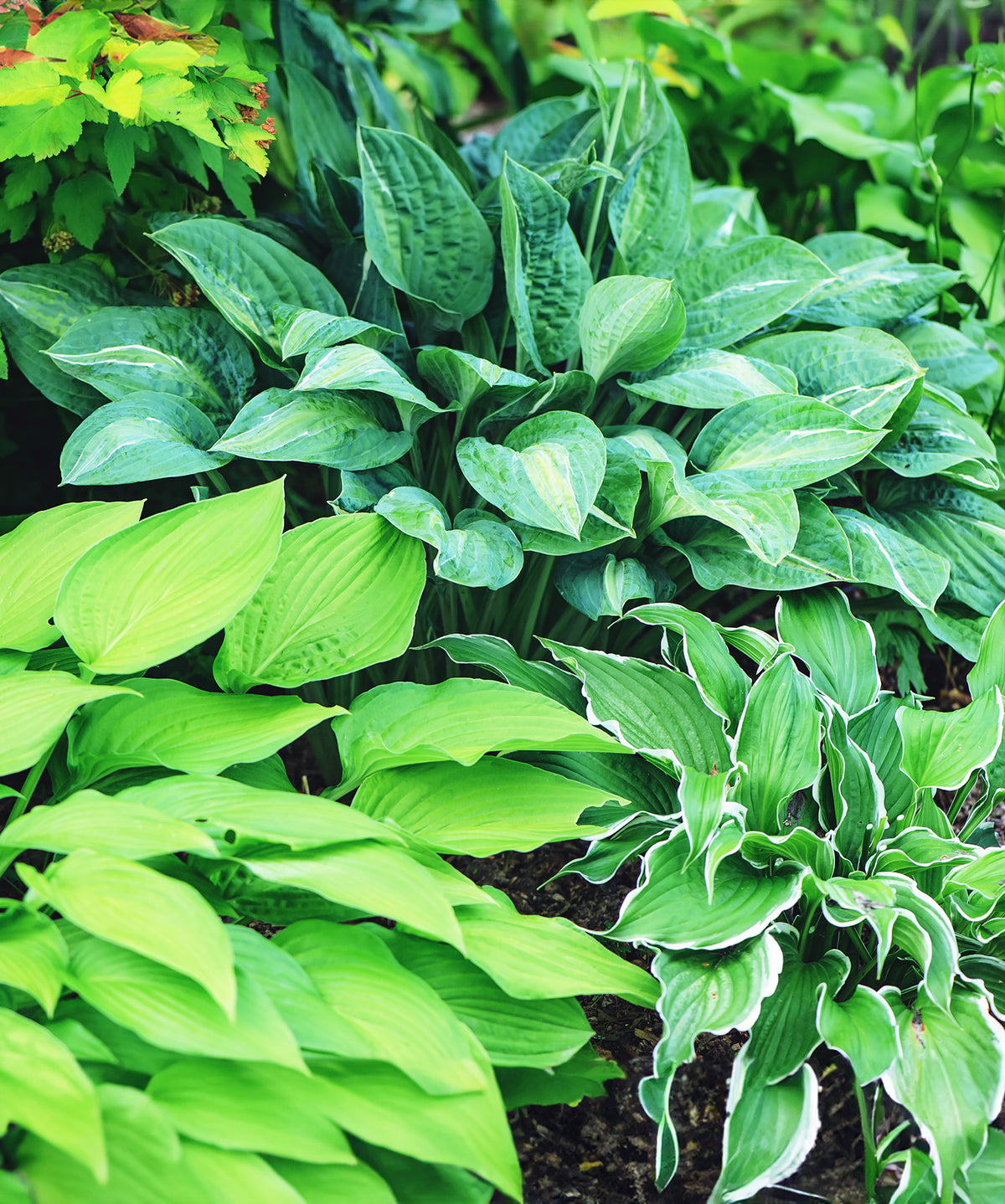 Hostas