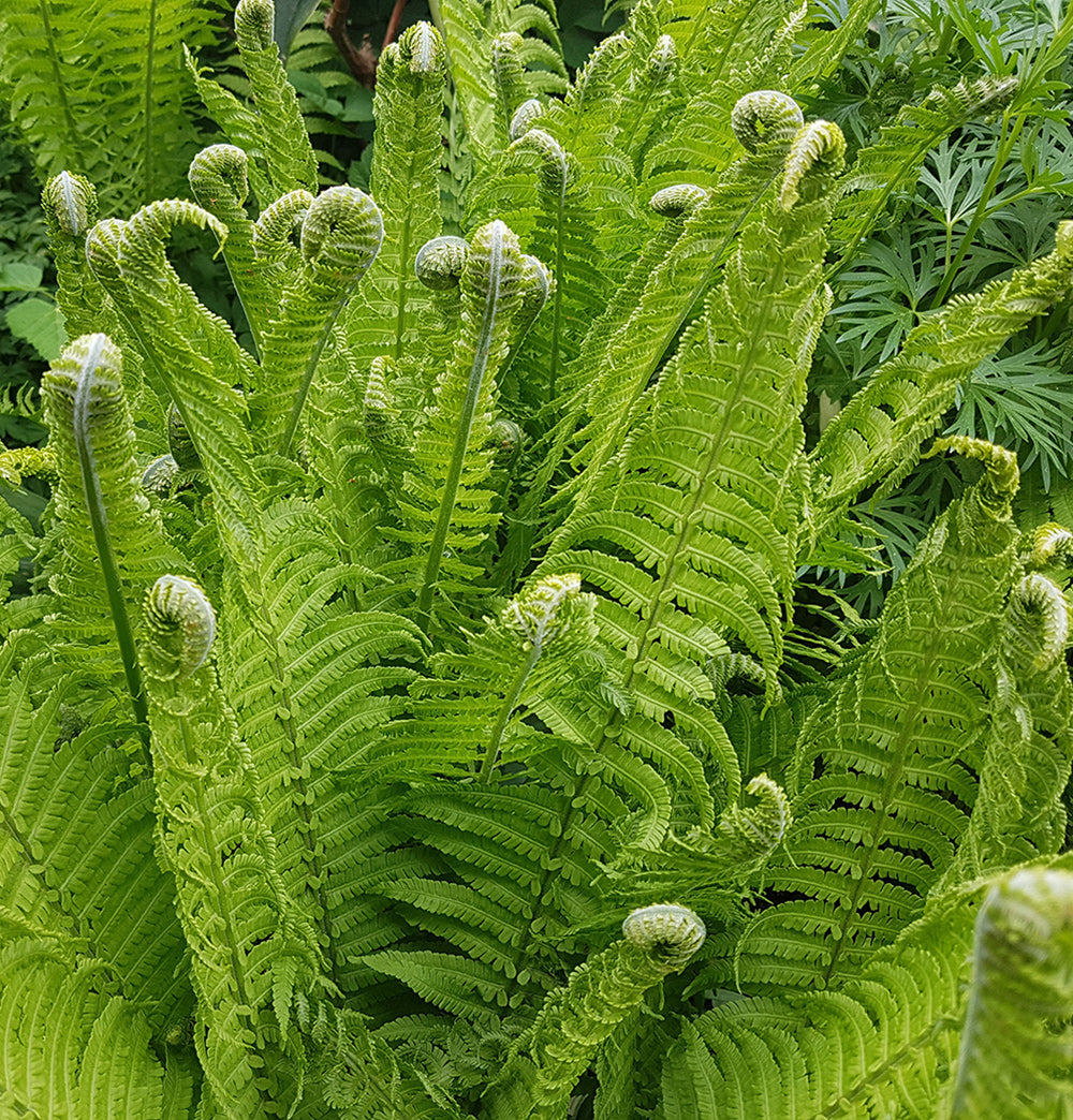 Ostrich Fern - 3 root divisions – BloomingBulb