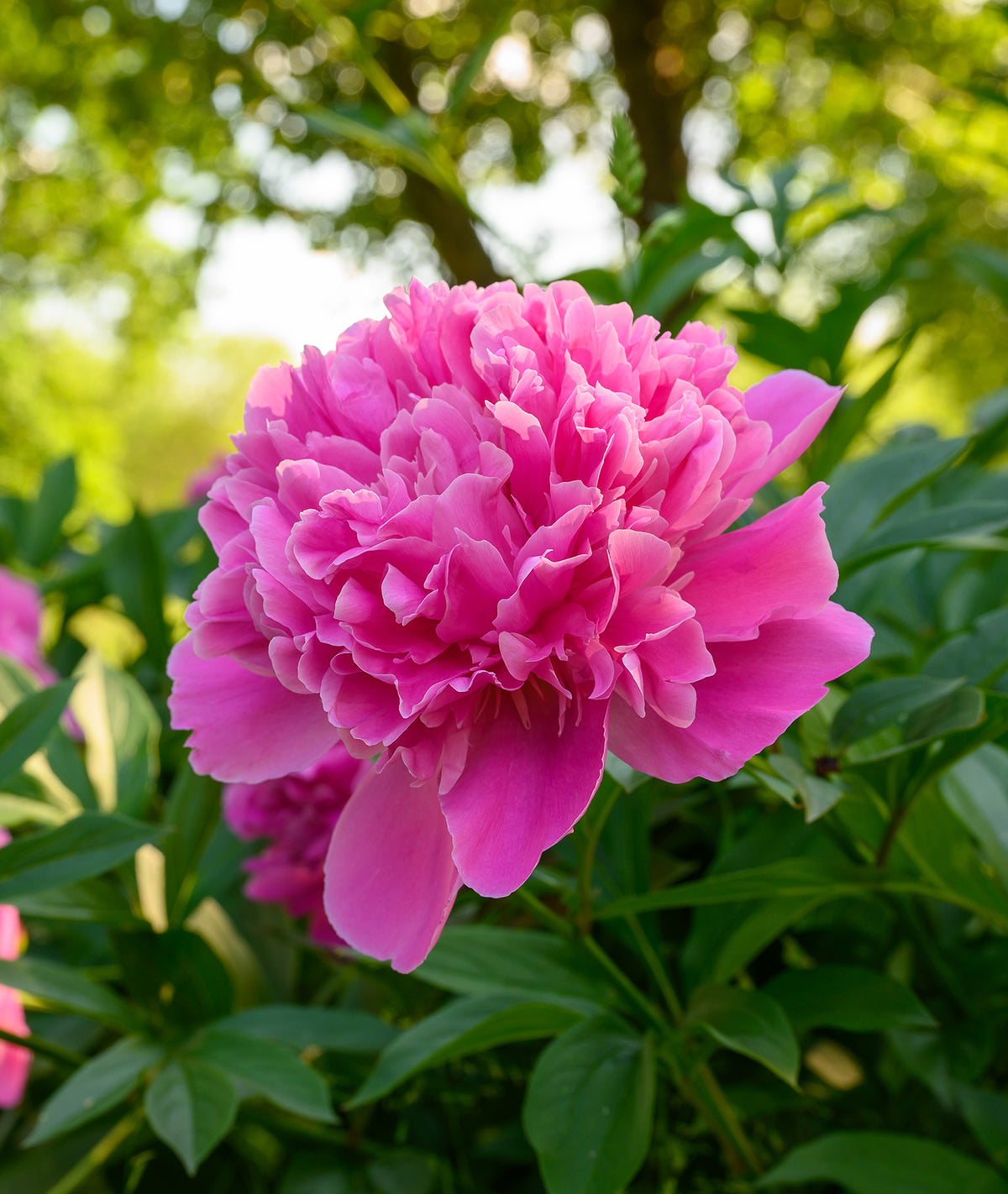 Edulis Superba Peony - 1 root division