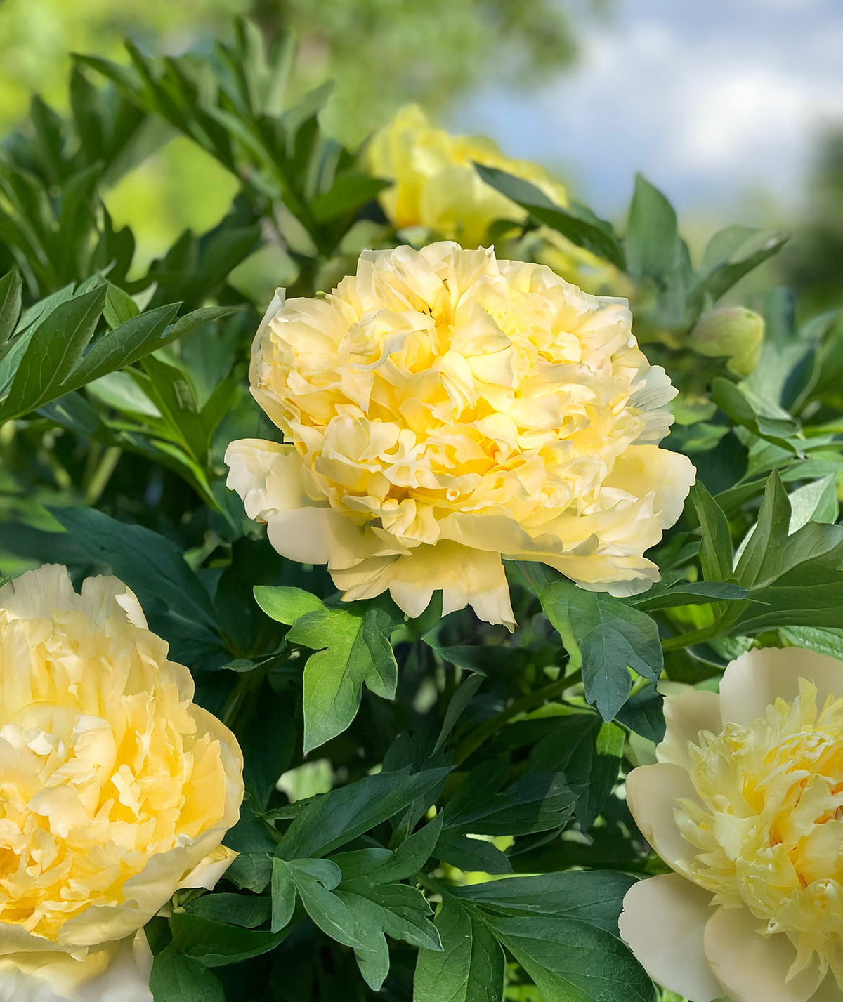 Goldilocks Peony - 1 root division