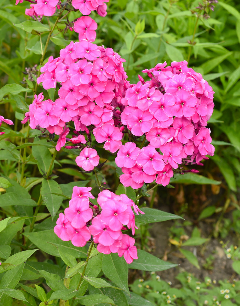 Pink Flame Summer Phlox - 3 root divisions