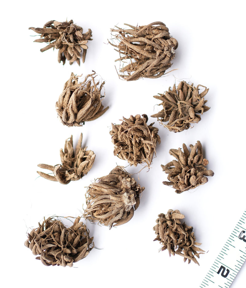 Gold Ranunculus - 10 bulbs