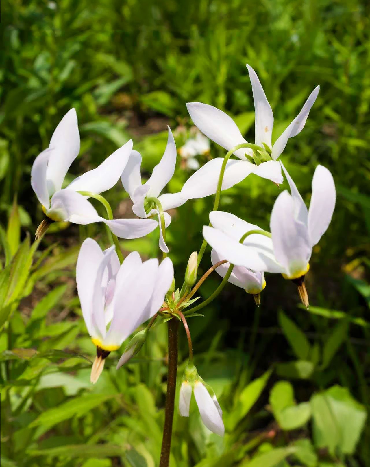 Shooting Star - 5 Root Divisions – BloomingBulb