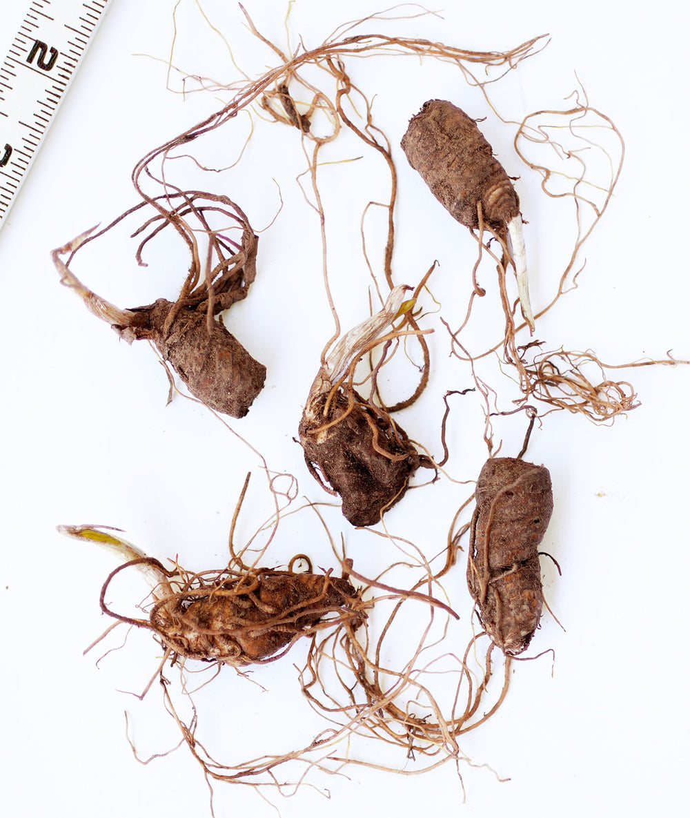 Red Toad Trillium (Wood Lily) - 5 Root Divisions