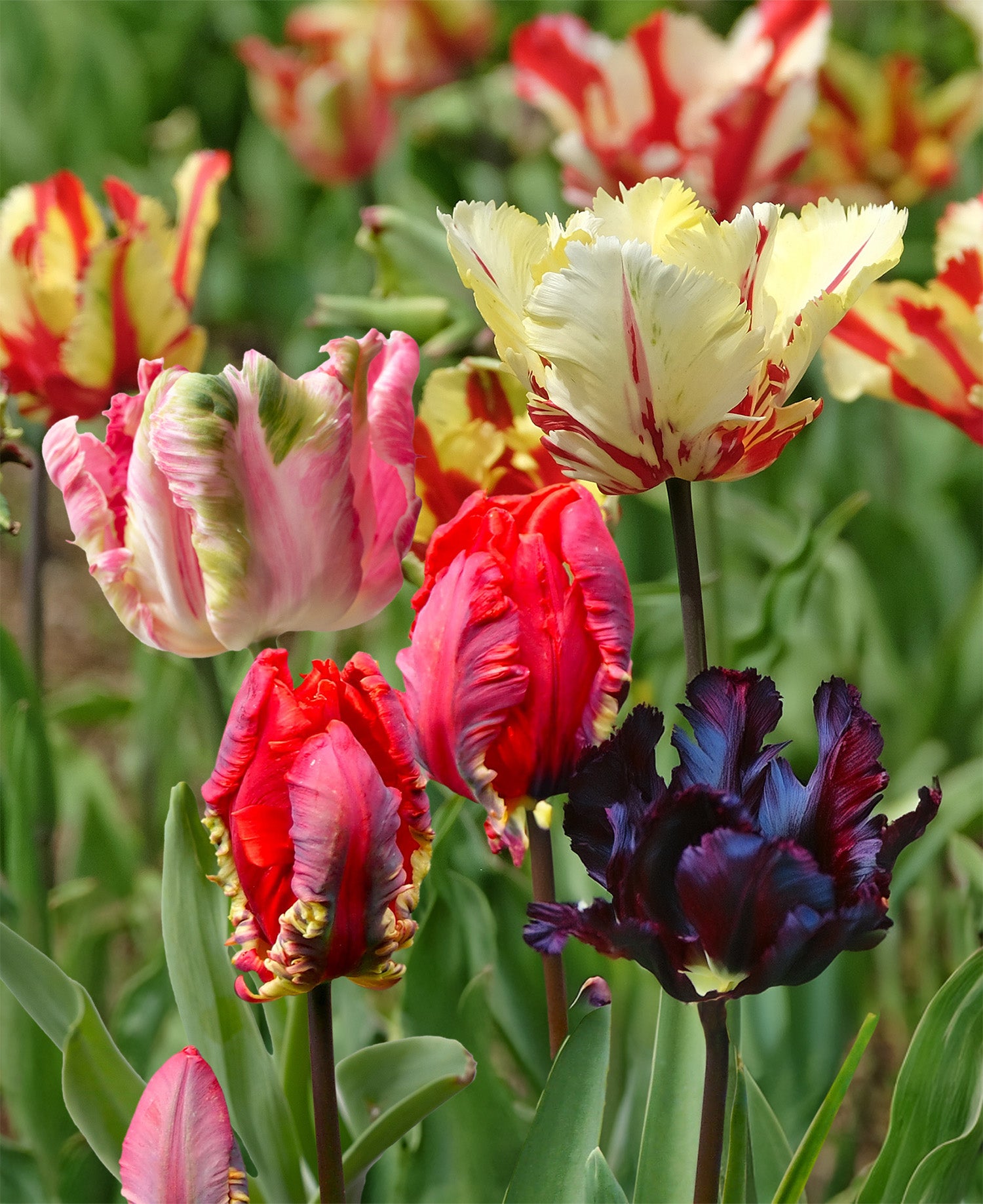 Red Parrot Tulips Tulip Rococo | Parrot Tulip Bulbs | Gee Tee Bulbs UK