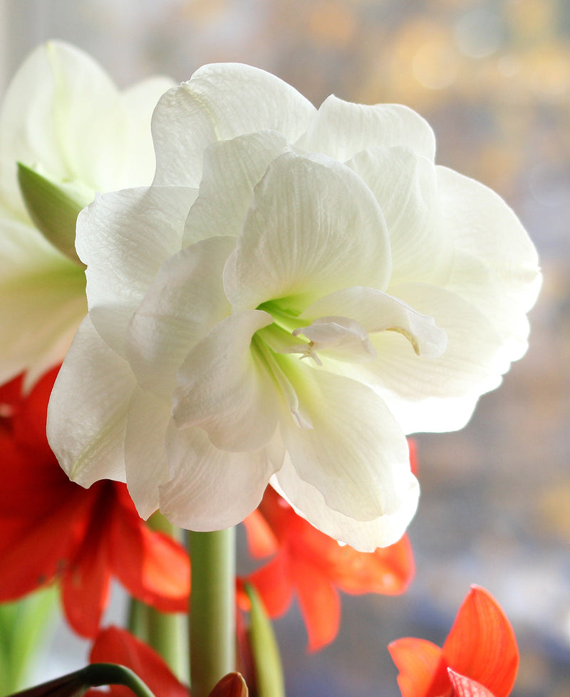 Amaryllis Bulbs - Non-Waxed