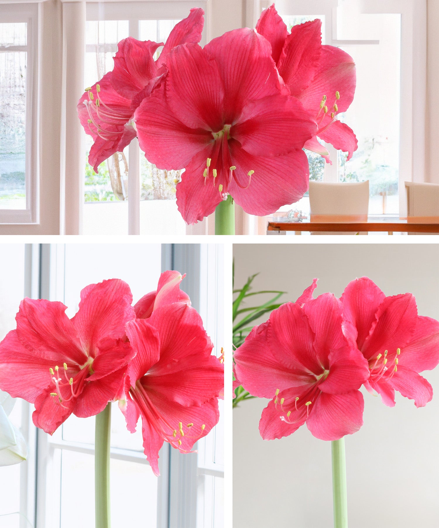 Amaryllis 3-Pack: Pink