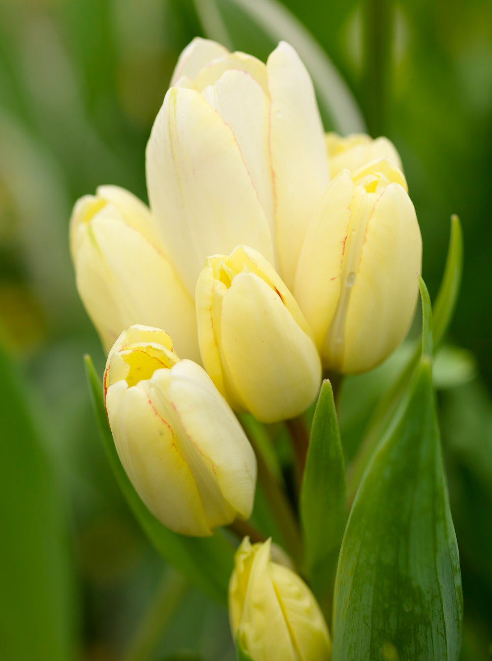 Candy Club Multiflowering Tulip - 10 bulbs – BloomingBulb