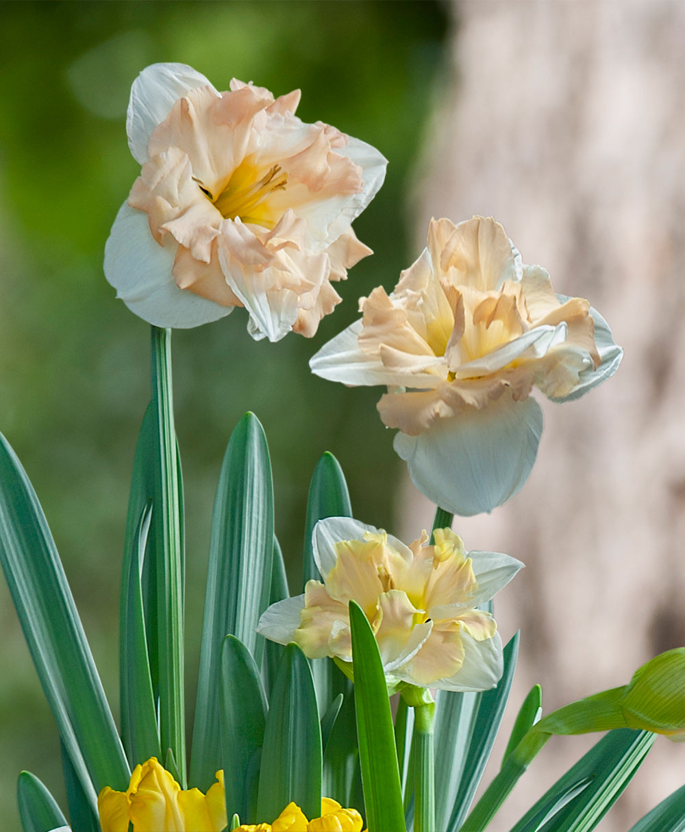 Apricot Whirl Split Corona Daffodil - 10 bulbs – BloomingBulb