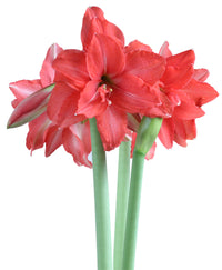 Amaryllis Bulbs - Non-Waxed