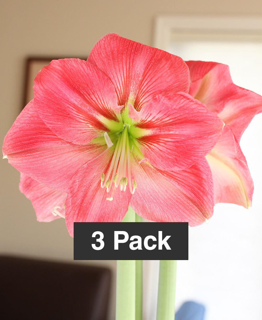 Pink Amaryllis 3-Pack – BloomingBulb