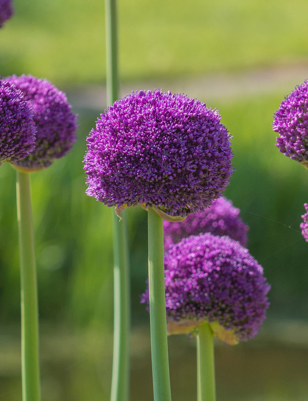Allium