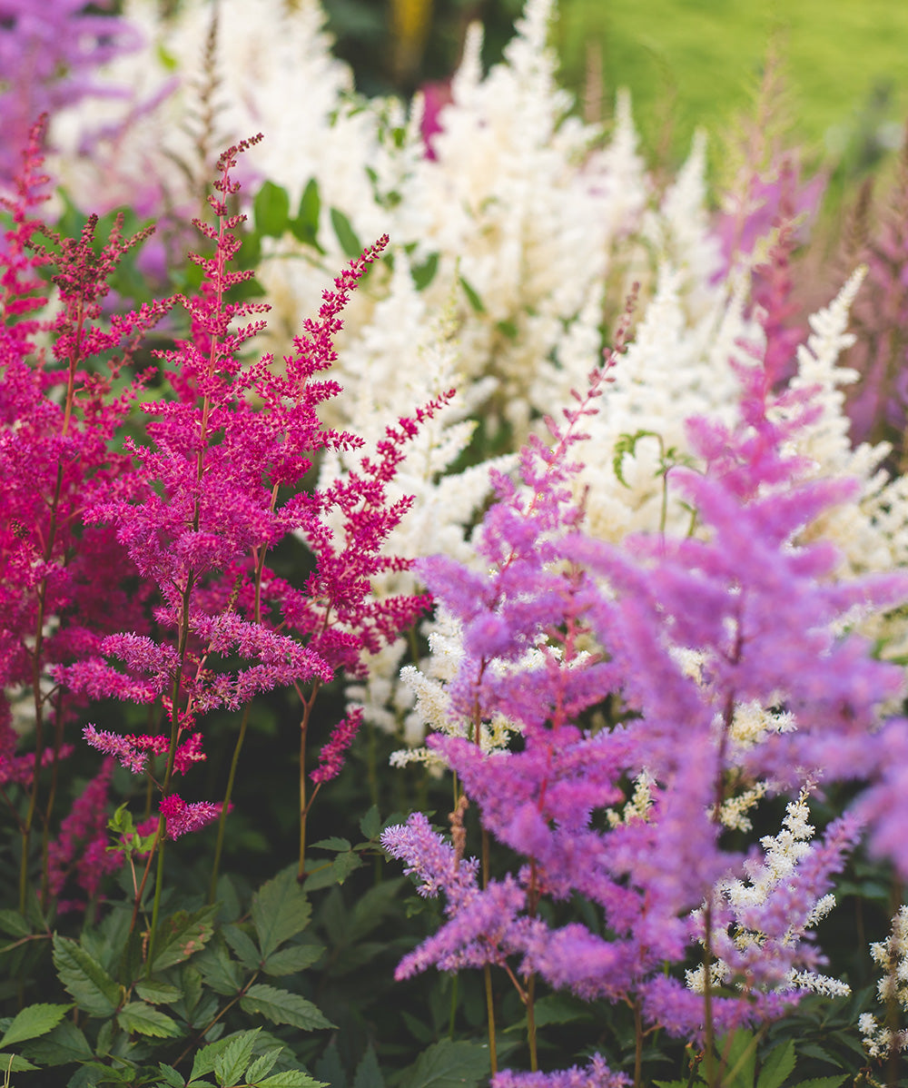 Mixed Astilbe - 9 root divisions – BloomingBulb