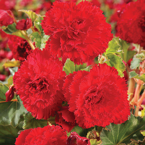 Begonias – BloomingBulb