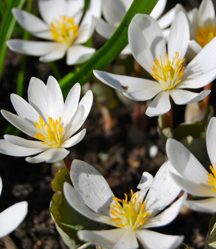 Bloodroot - 5 Root Divisions – BloomingBulb