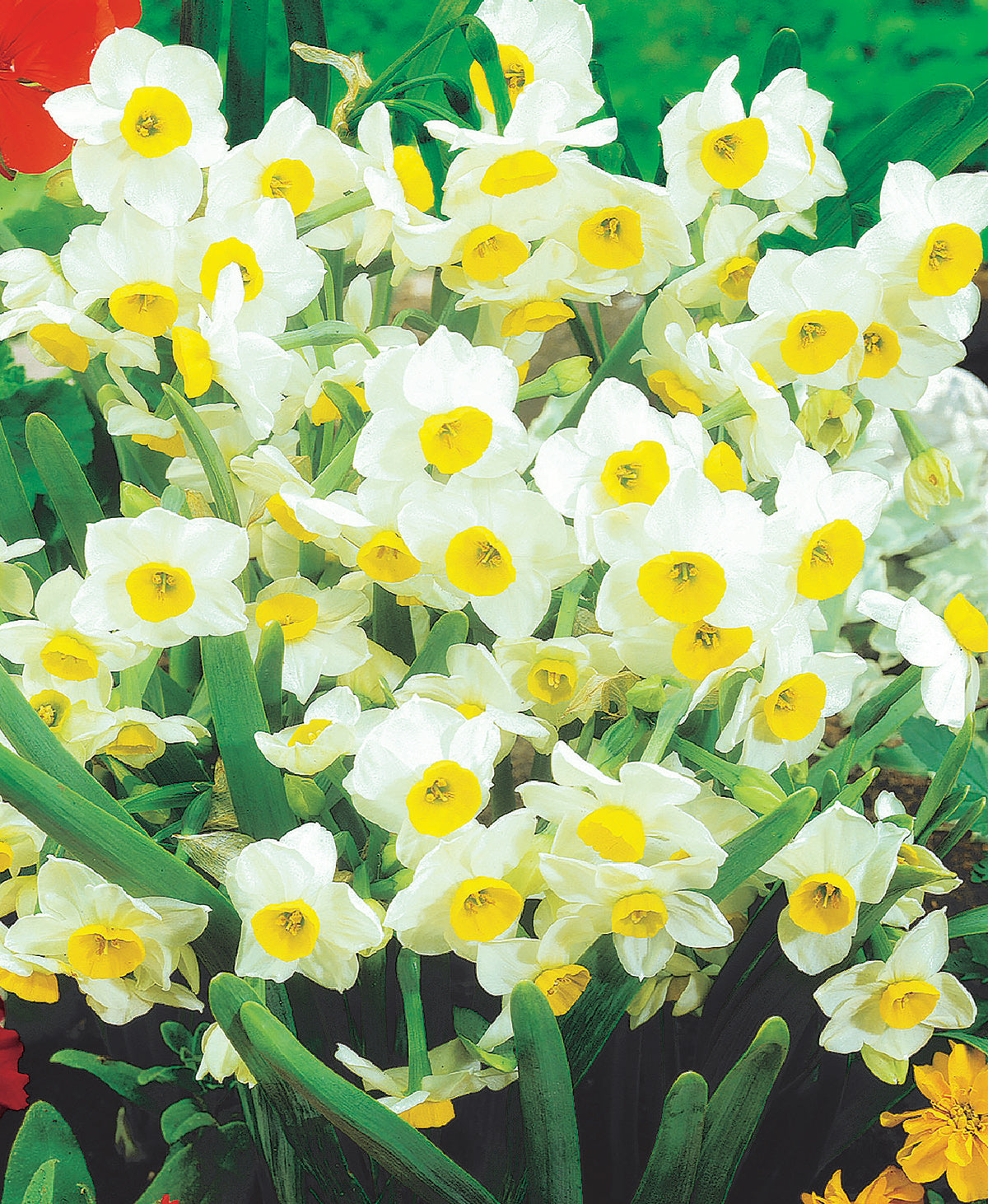 Chinese Sacred Lily Paperwhites - 10 bulbs – BloomingBulb