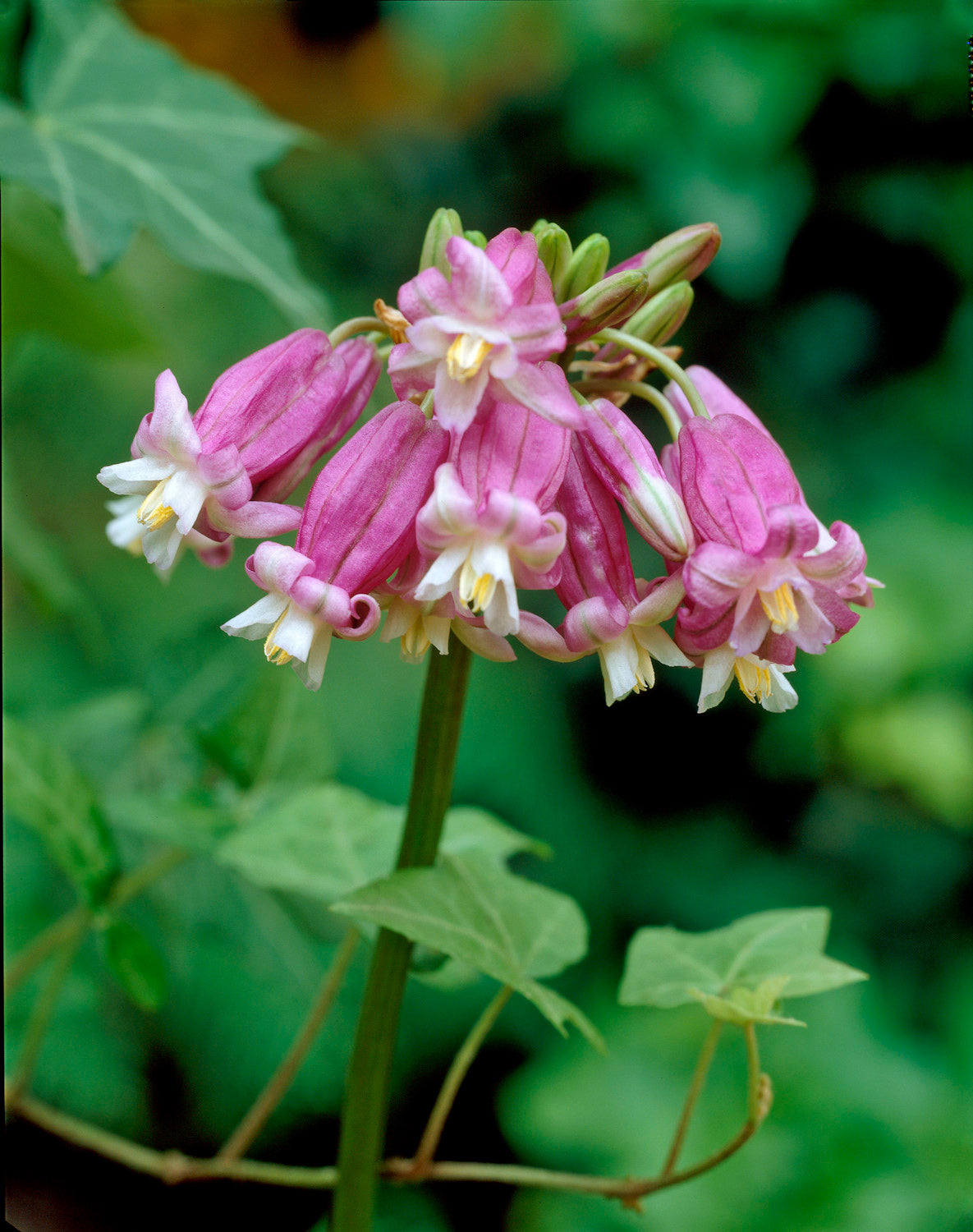 Pink Diamond Firecrackers - 25 bulbs