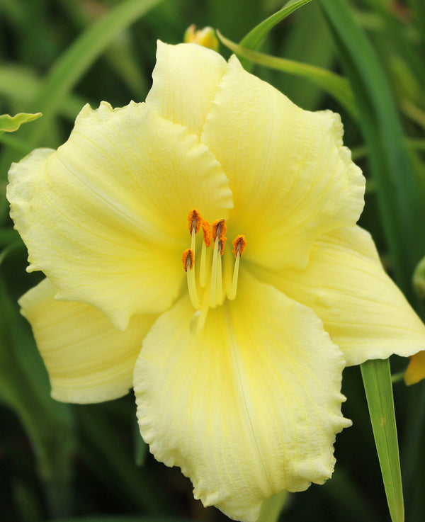 Fragrant Returns Reblooming Daylily - 3 root divisions