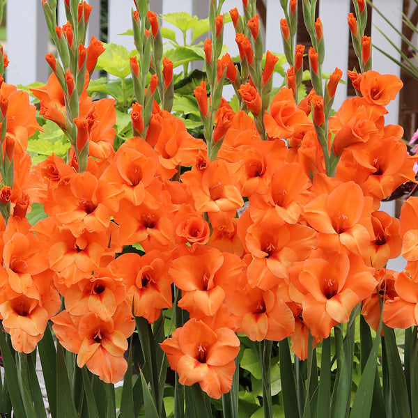orange gladioli