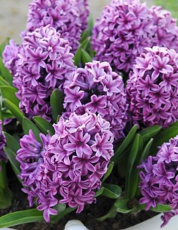 Miss Saigon Hyacinth - 10 bulbs – BloomingBulb