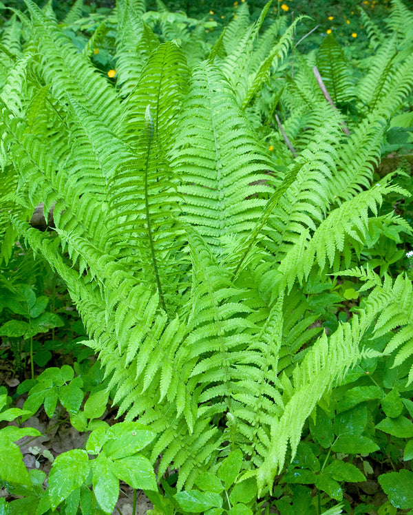 Ferns