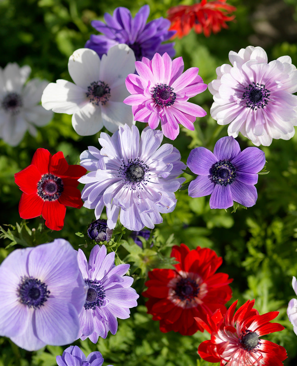 Mixed Anemone Coronaria - 75 bulbs
