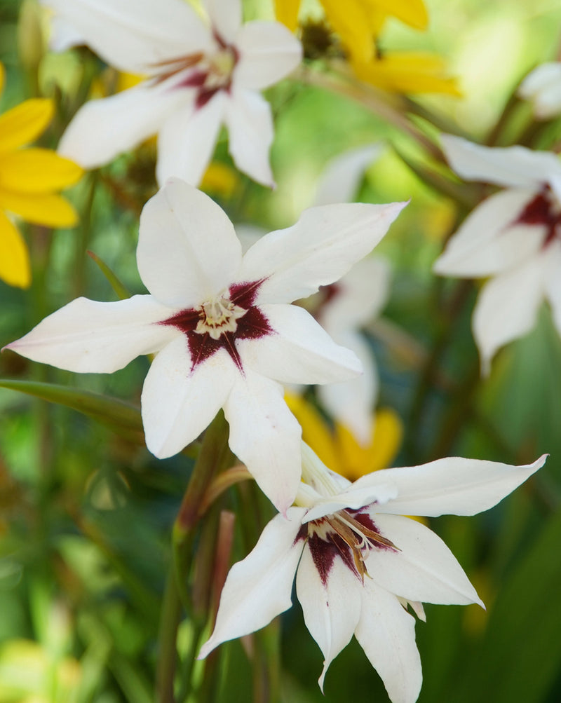 Orchid Glads - 25 bulbs