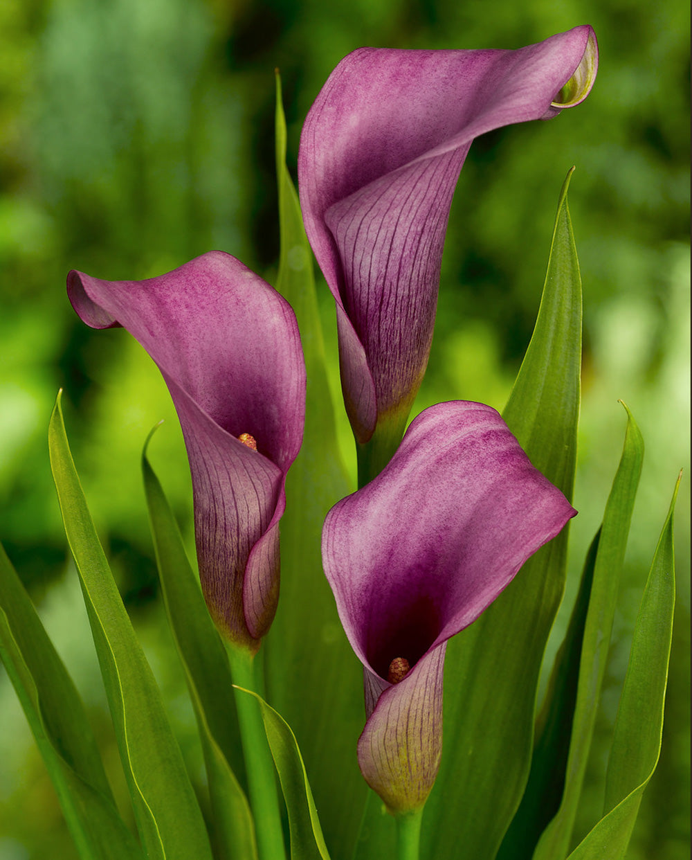 Purple Calla Lily Border