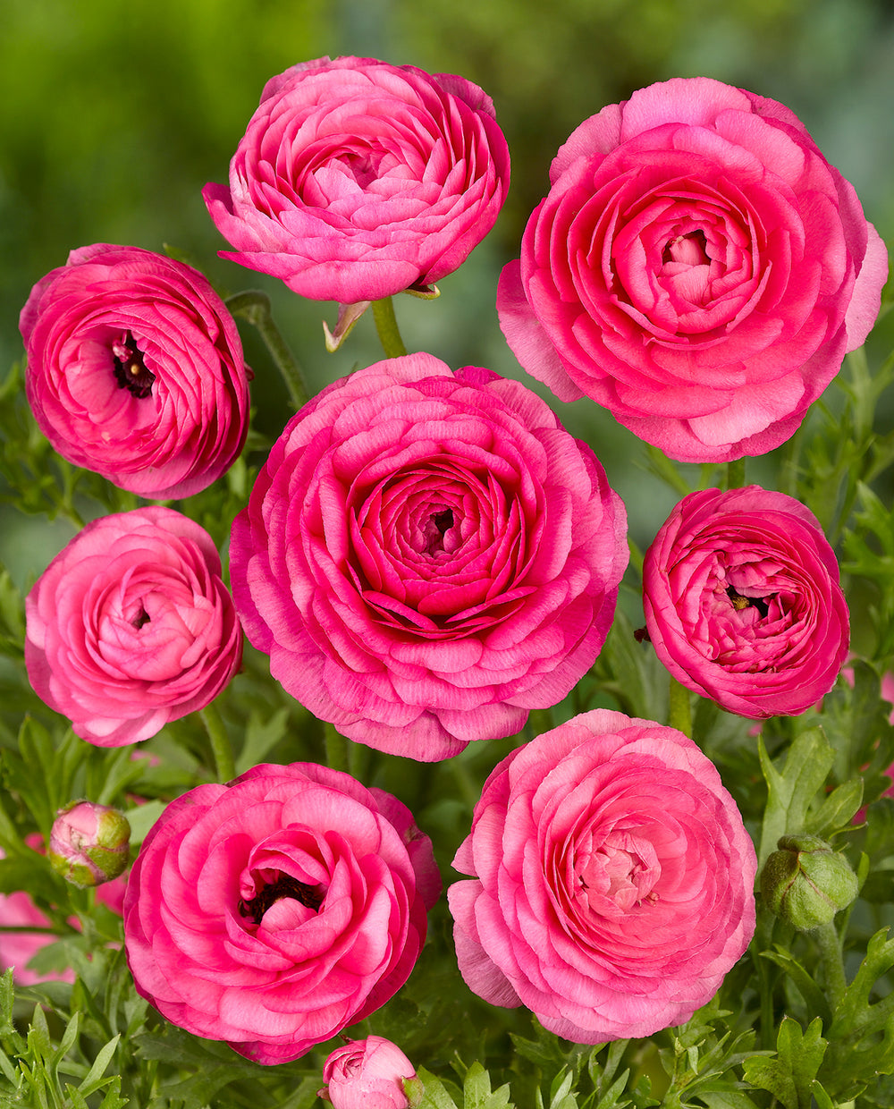 BloomingBulb - Flower Bulbs, Perennials, Garden Plants