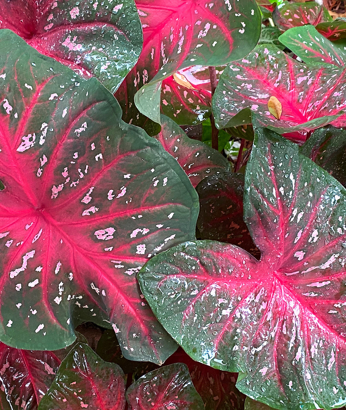 Red Flash Fancy Leaved Caladium - 3 tubers