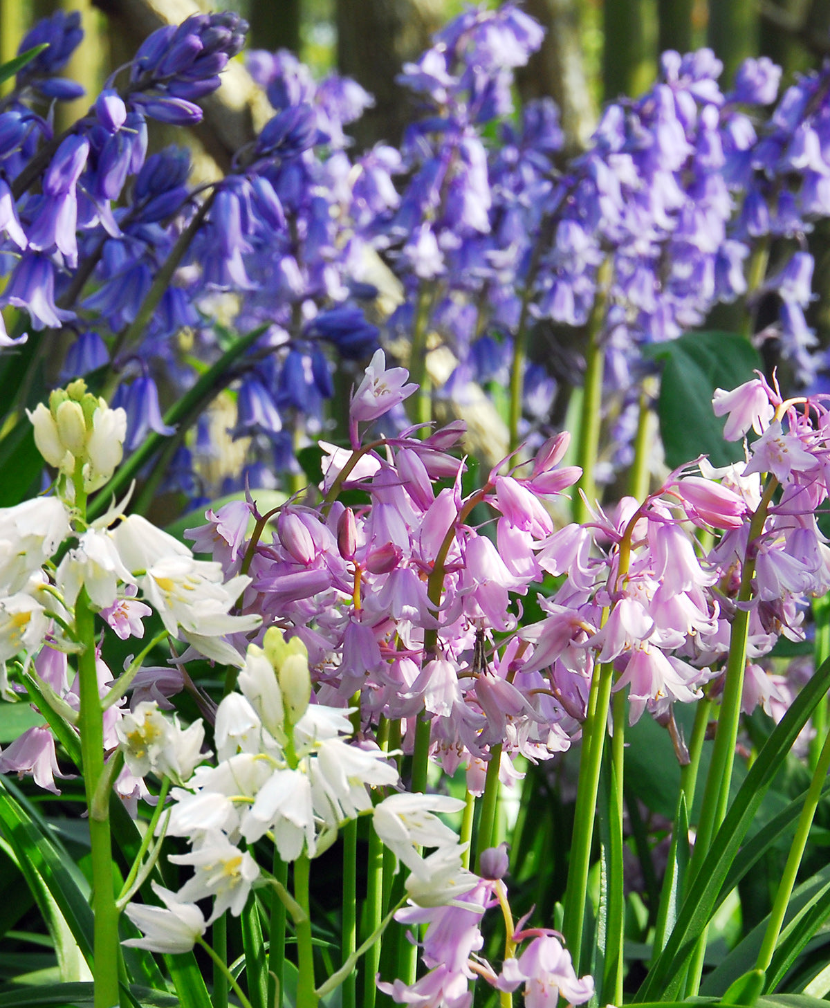 Mixed Spanish Bluebells - 25 bulbs