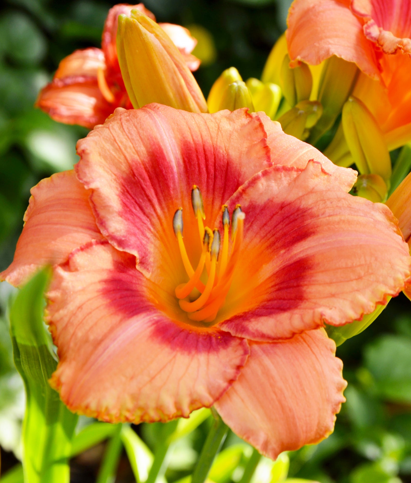 Strawberry Candy Daylilies - 3 root divisions – BloomingBulb