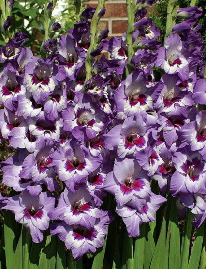 Vista Gladiolus - 5 bulbs – BloomingBulb